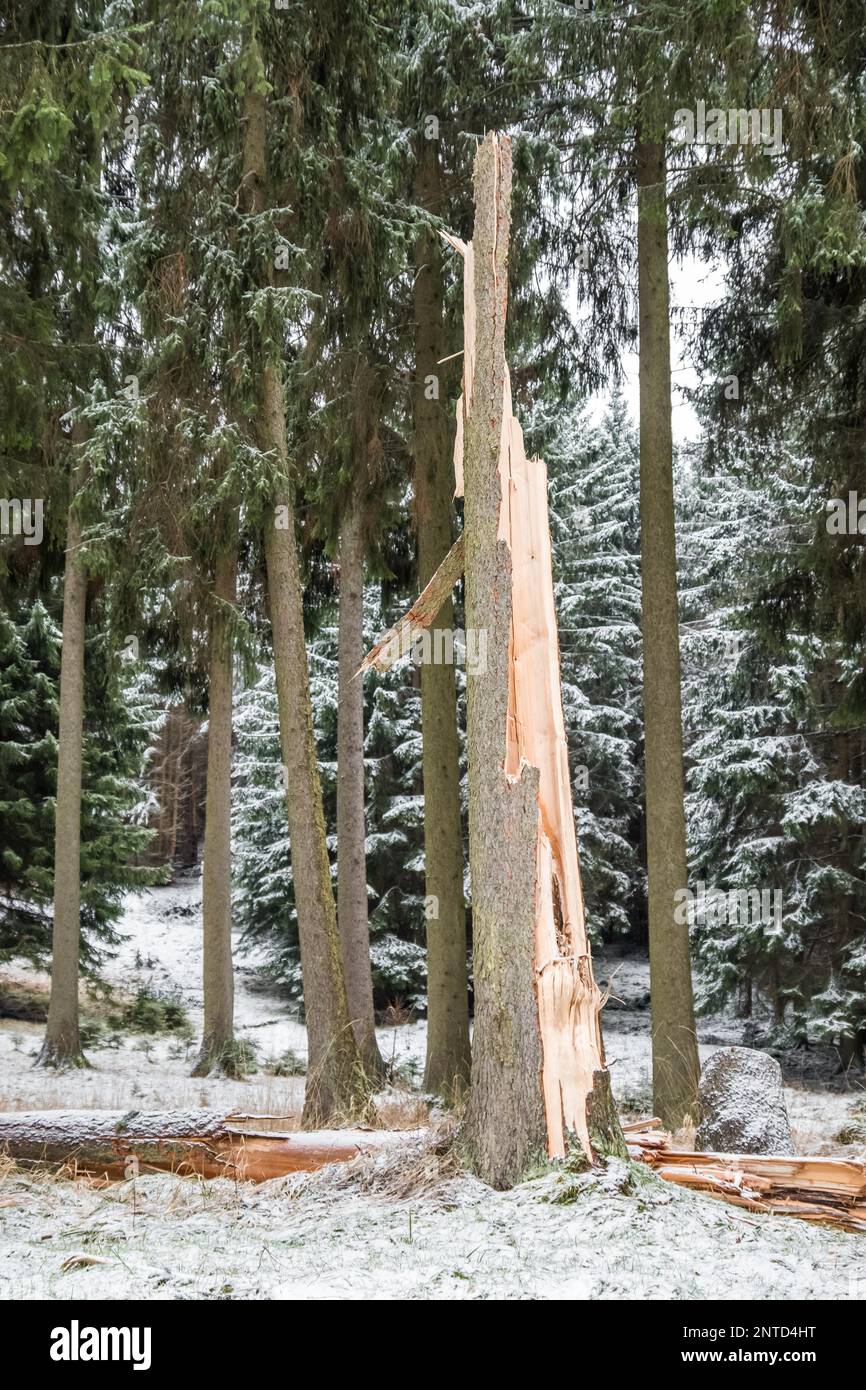 Wind breakage Storm damage Stock Photo - Alamy