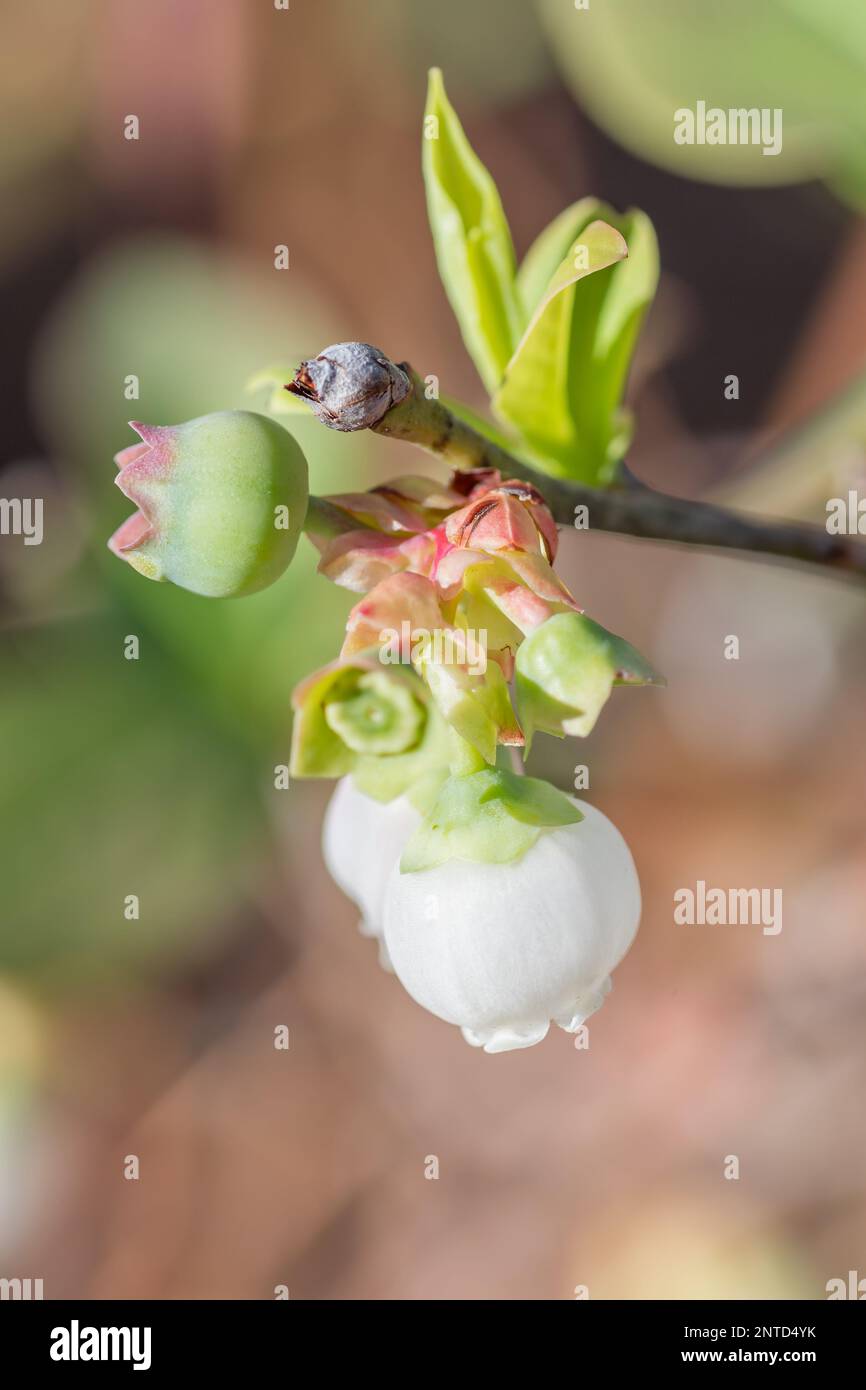 A green blueberry in a spring garden will soon turn blue and sweet ...