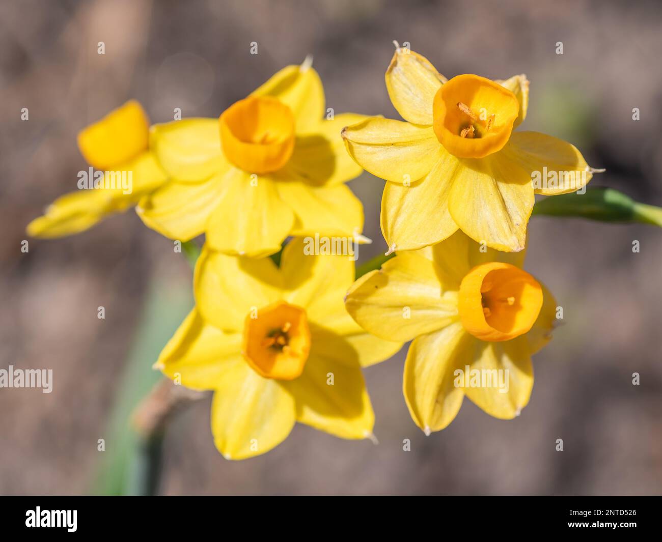 A stem with five vibrant yellow daffodil flowers bring color to the end ...