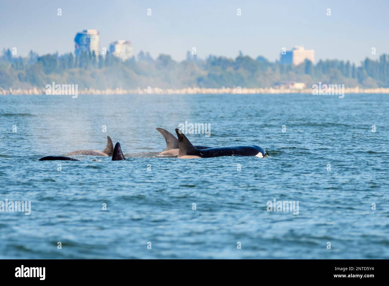 Bigg's killer whales, Orcinus orca, Salish Sea, Vancouver, British ...