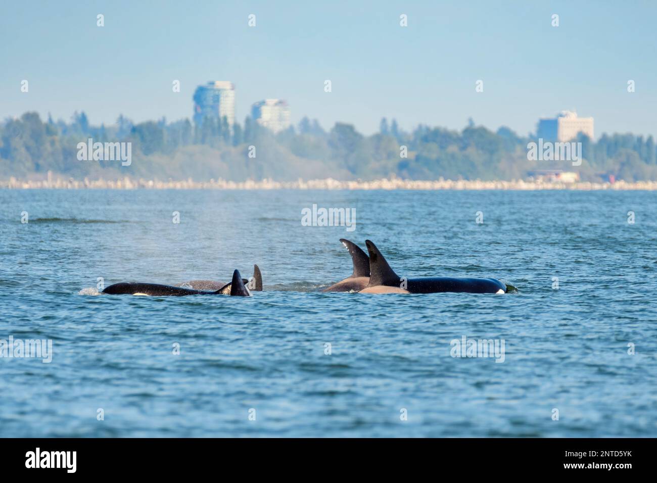 Bigg's killer whales, Orcinus orca, Salish Sea, Vancouver, British ...
