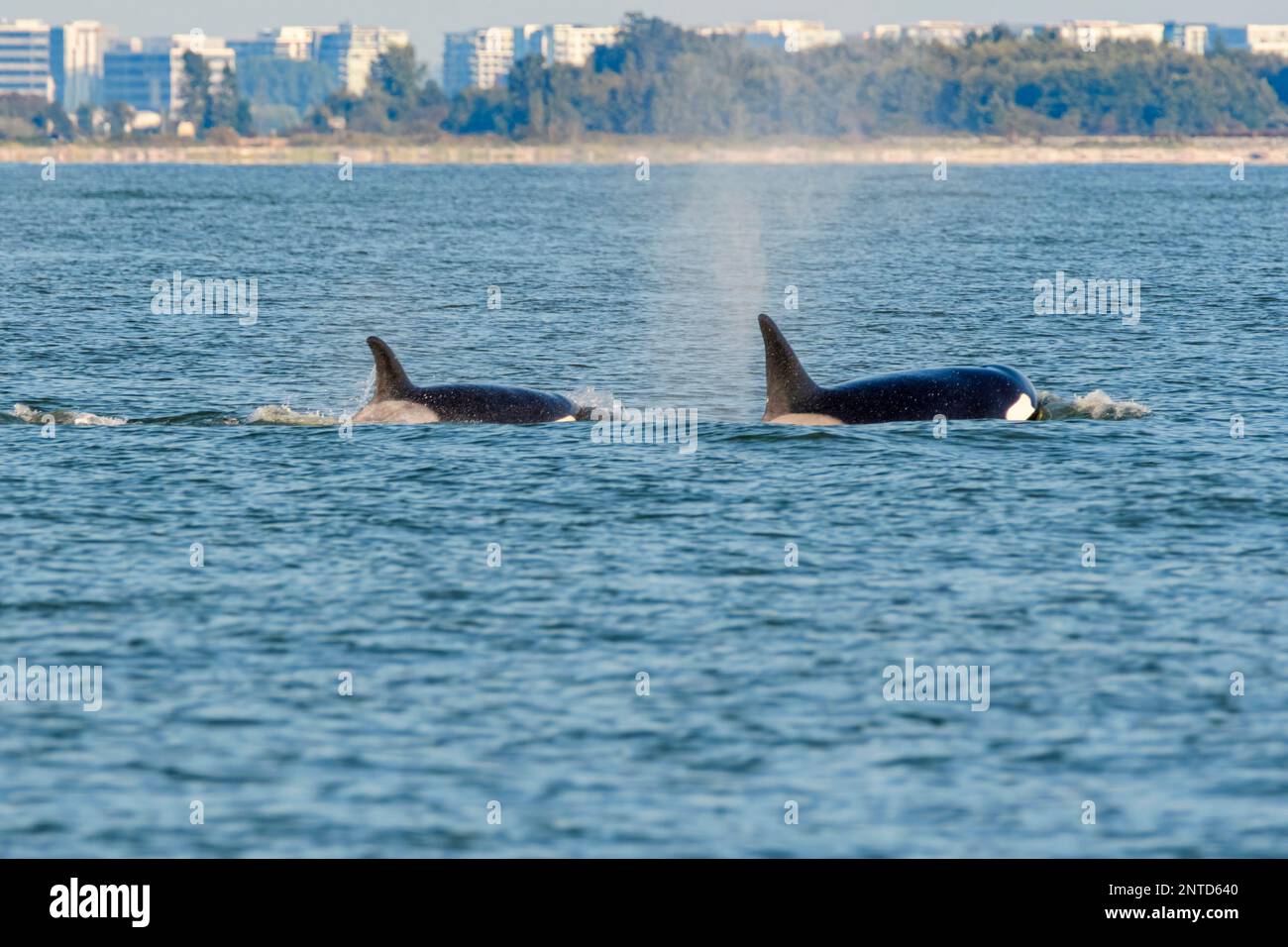 Bigg's killer whales, Orcinus orca, Salish Sea, Vancouver, British ...