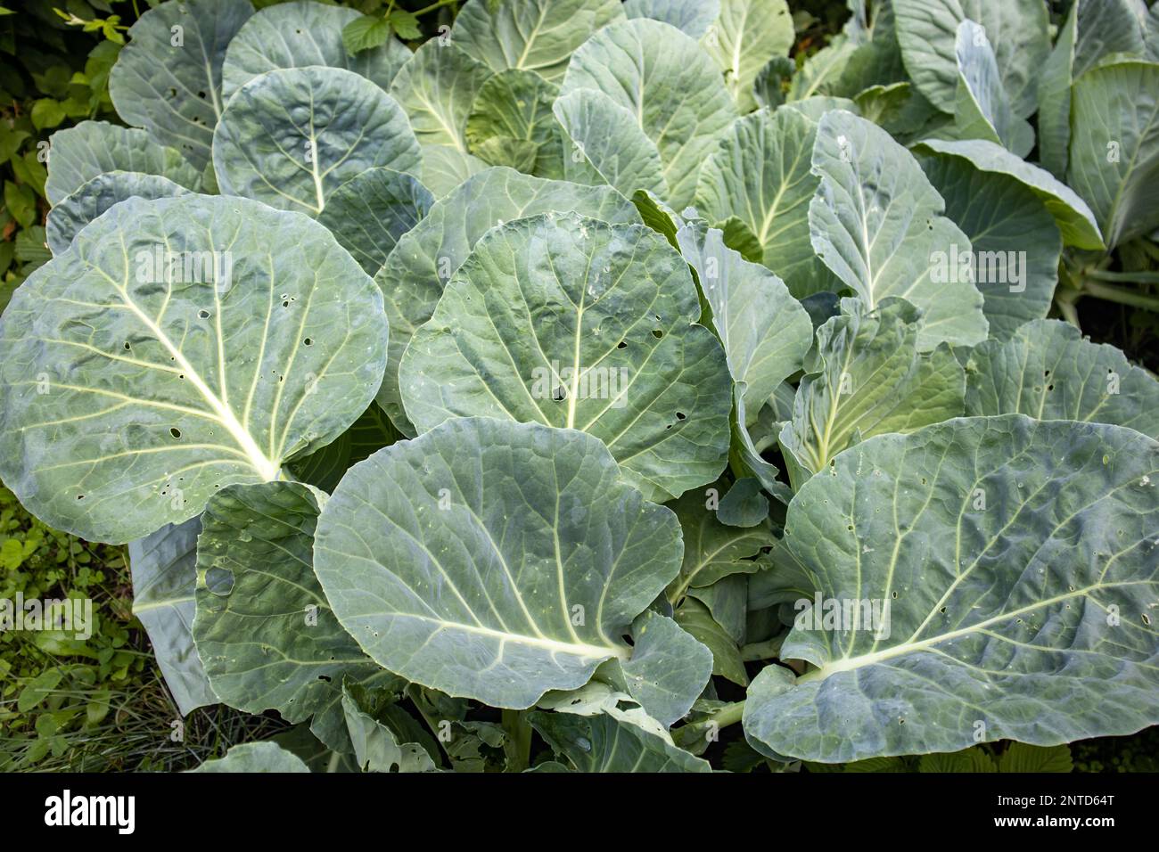 A pile of fresh green cabbage leaves, collected and stacked on the ...