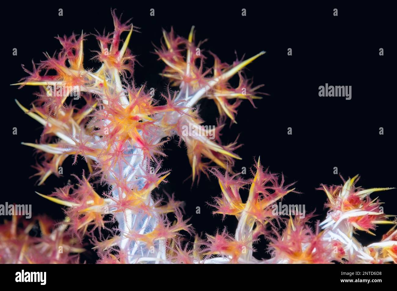 Klunzingers Soft Coral, Dendronephthya klunzingeri, Tulamben, Bali ...
