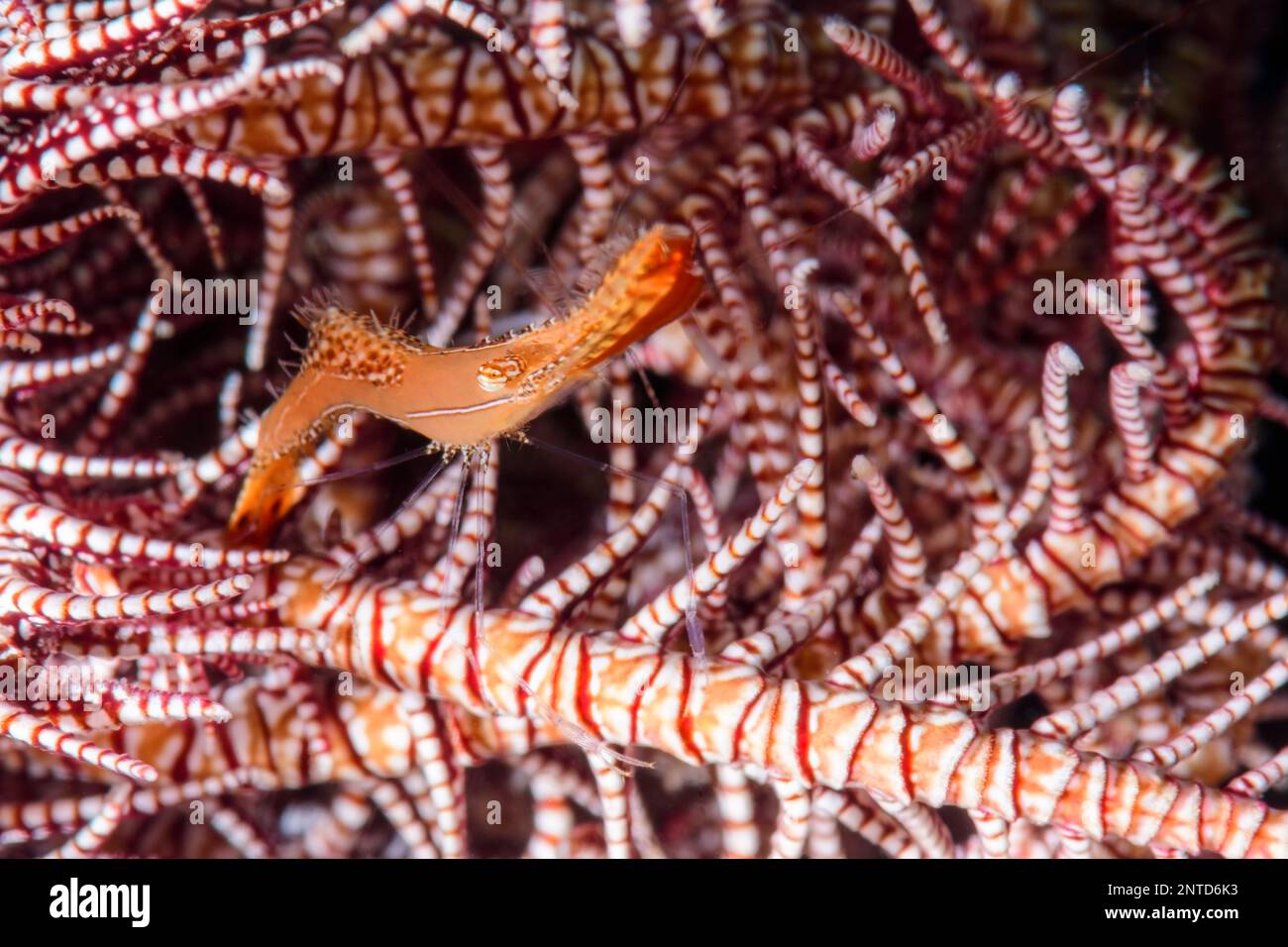 Donald duck shrimp, Leander plumosus, Tulamben, Bali, Indonesia ...