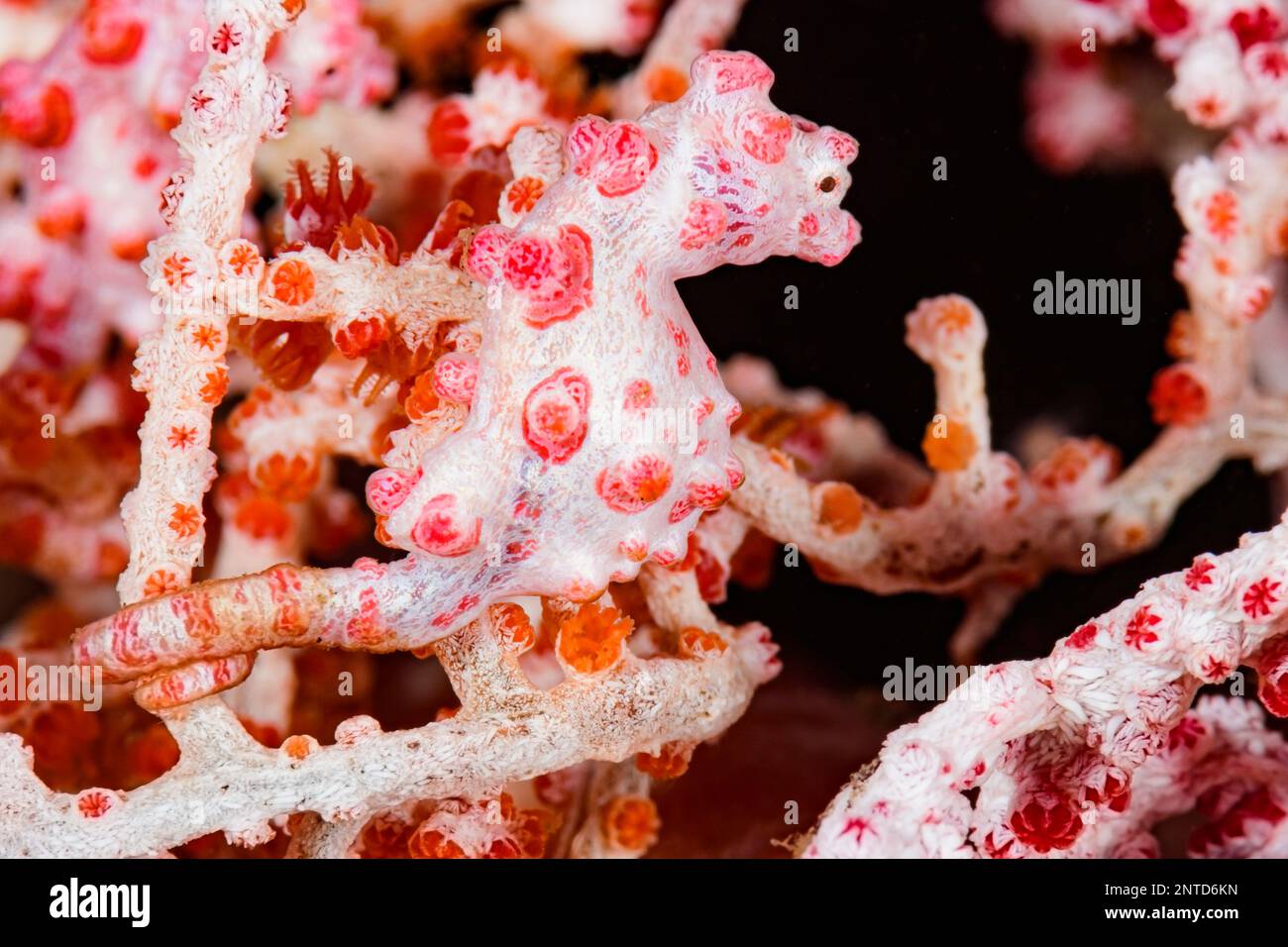 Bargibant's pygmy seahorse, Hippocampus bargibanti, Tulamben, Bali ...
