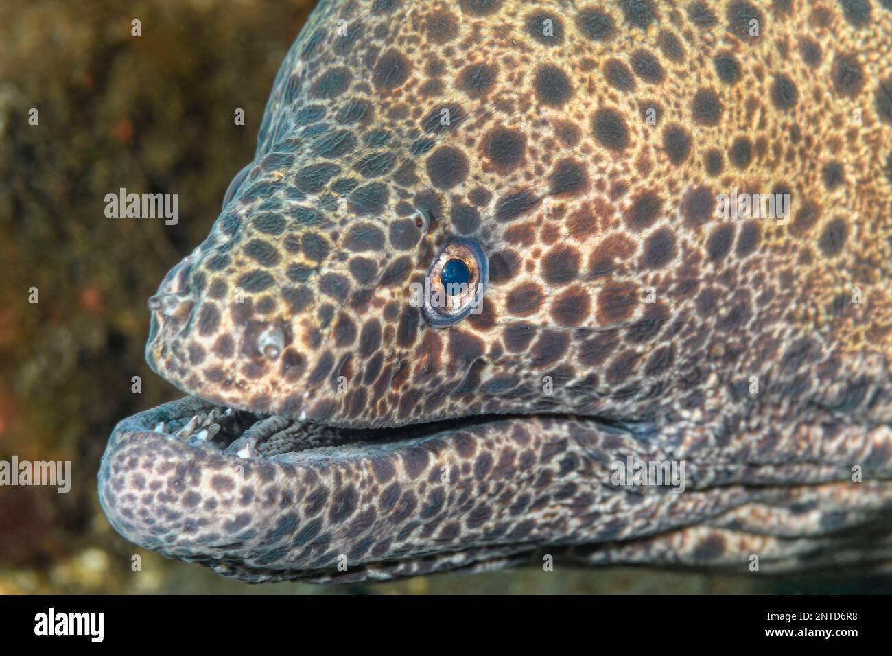 Spotted moray, Gymnothorax isingteena, Tulamben, Bali, Indonesia ...