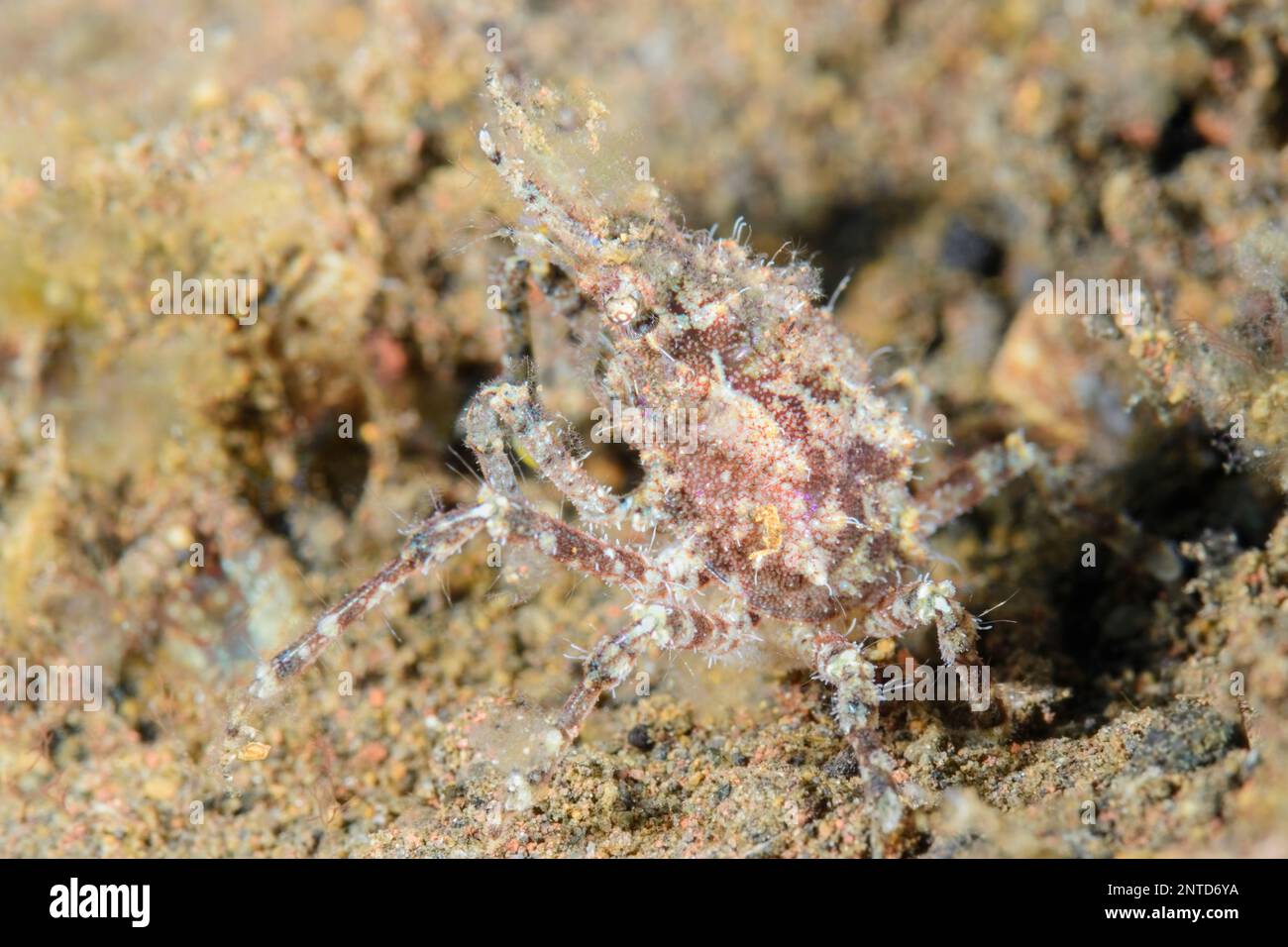 Hyastenus sp bali hi-res stock photography and images - Alamy