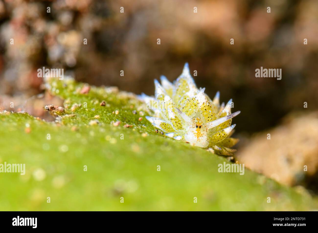 Sap sucking sea slug, Costasiella kuroshimae, Tulamben, Bali, Indonesia ...