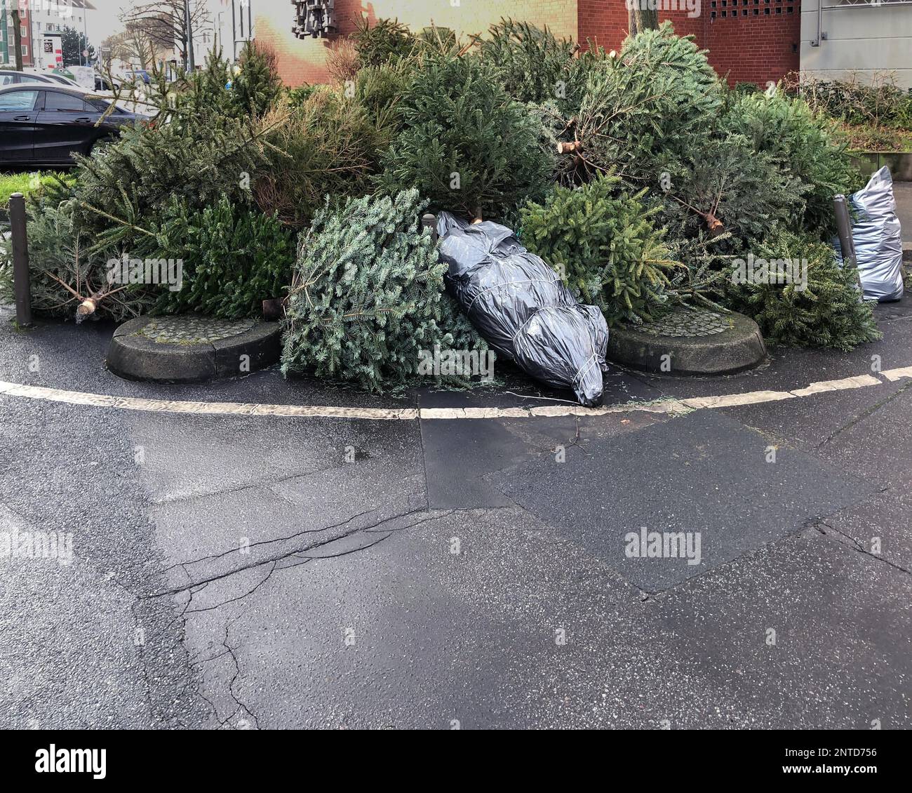 discarded christmas trees piled on street curb for garbage collection ...