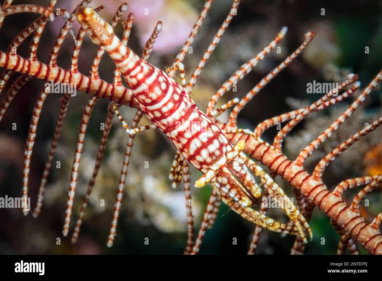 Leopard crinoid shrimp, Laomenes pardus, Tulamben, Bali, Indonesia ...