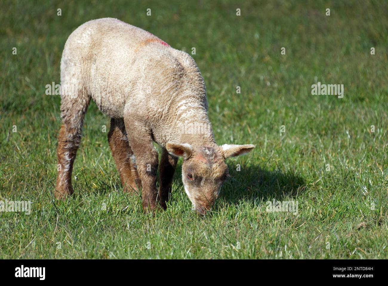 Brown Lamb at Home on the South Downs in Sussex Stock Photo - Alamy