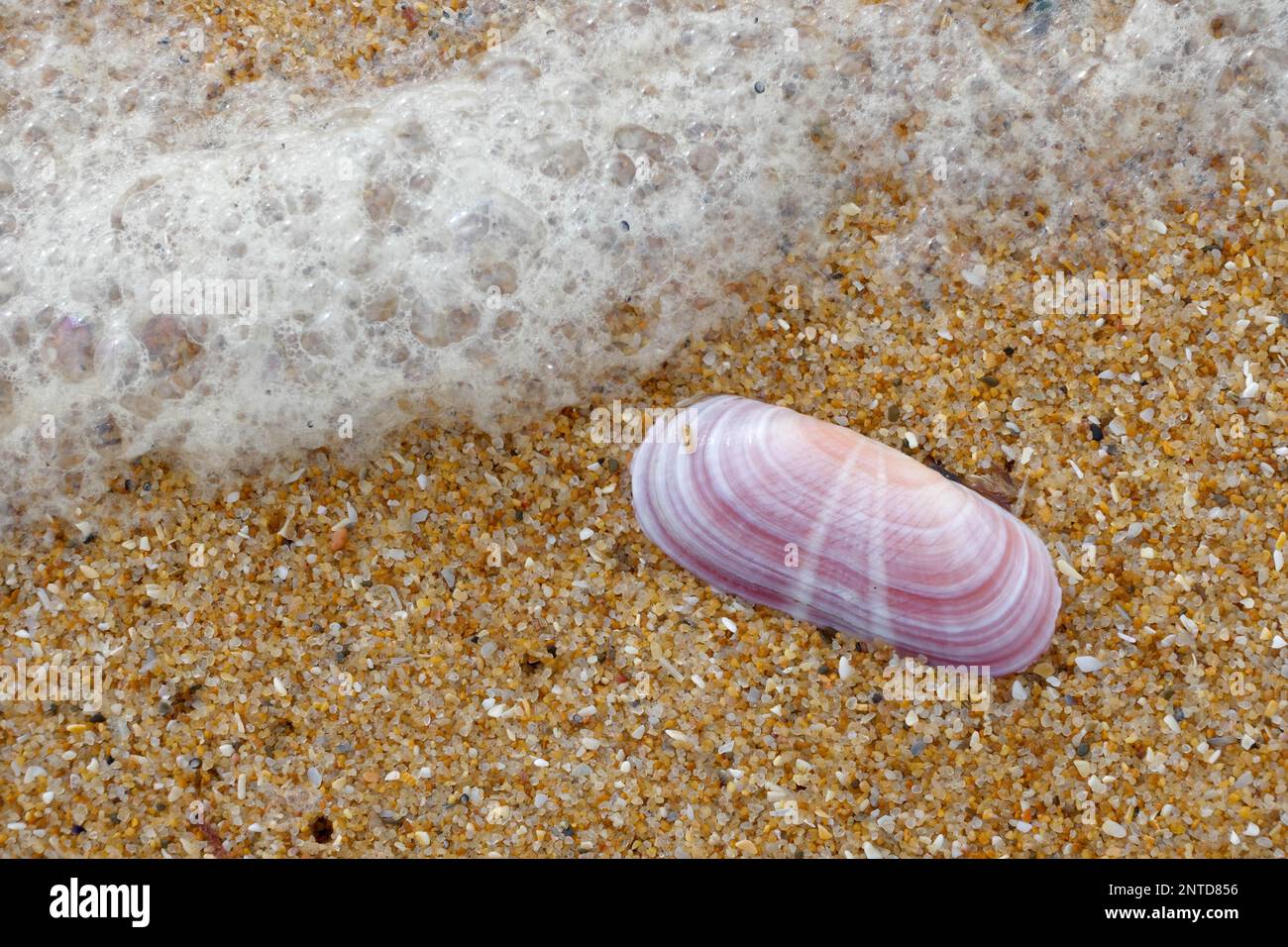 Pink Shell on the Beach at Quarteira in Portugal Stock Photo - Alamy