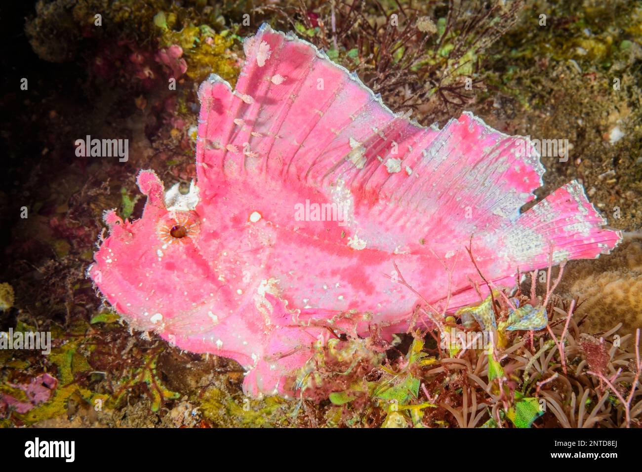 Leaf scorpionfish, Taenianotus triacanthus, Tulamben, Bali, Indonesia, Pacific Stock Photo - Alamy
