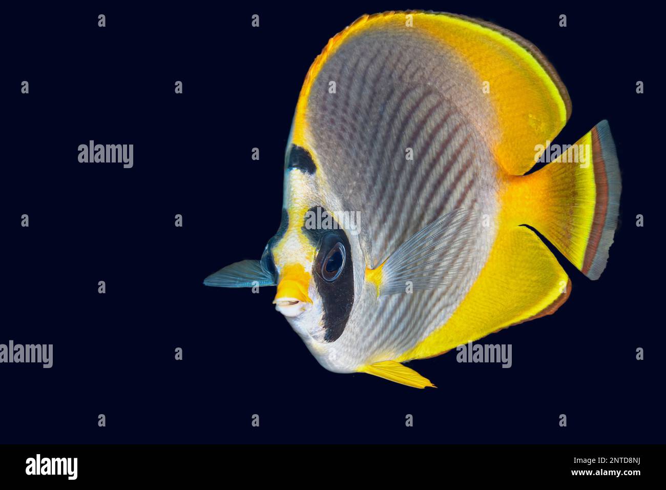 Panda butterflyfish, Chaetodon adiergasto, Tulamben, Bali, Indonesia ...