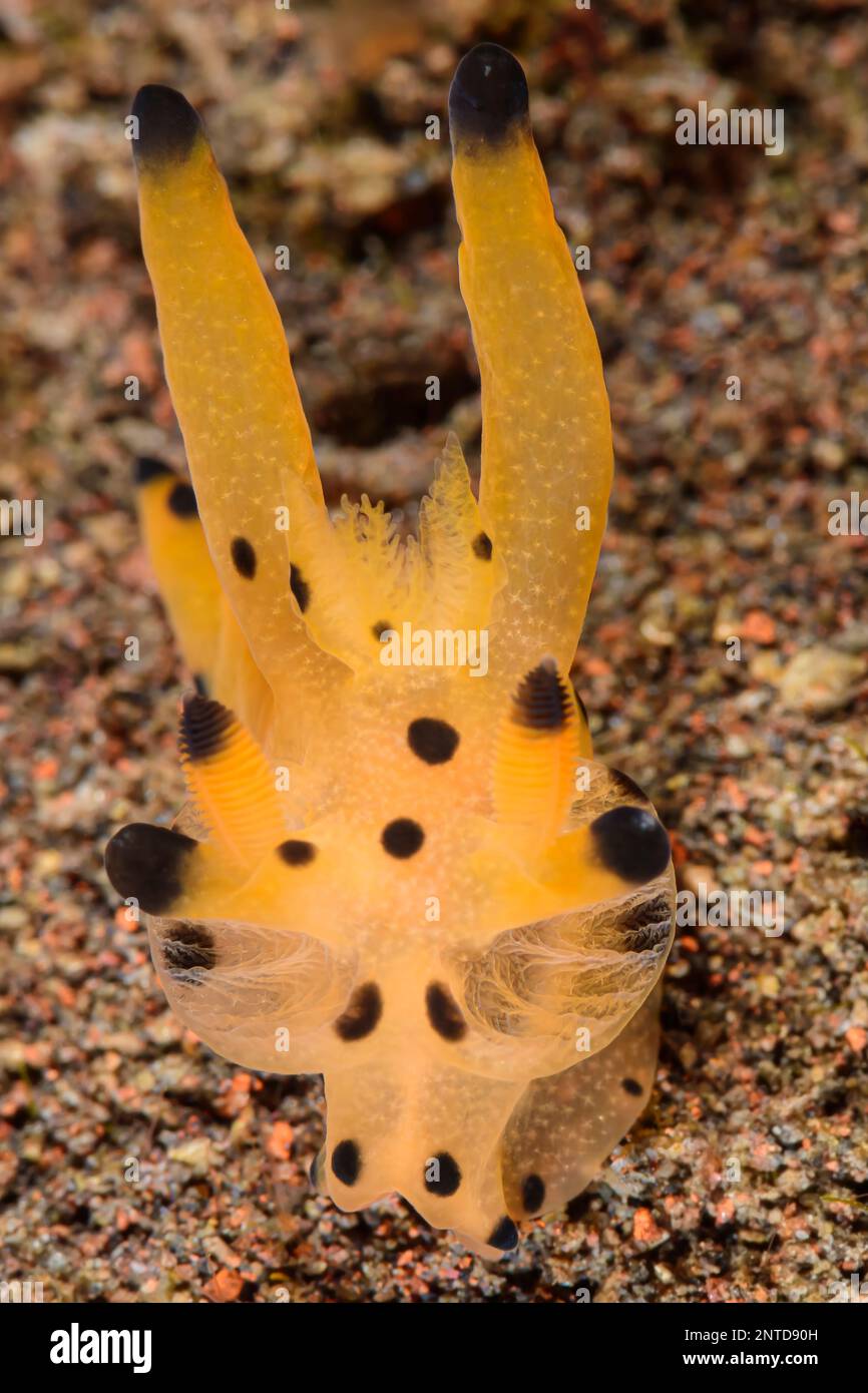 Pikachu sea slug hi-res stock photography and images - Alamy