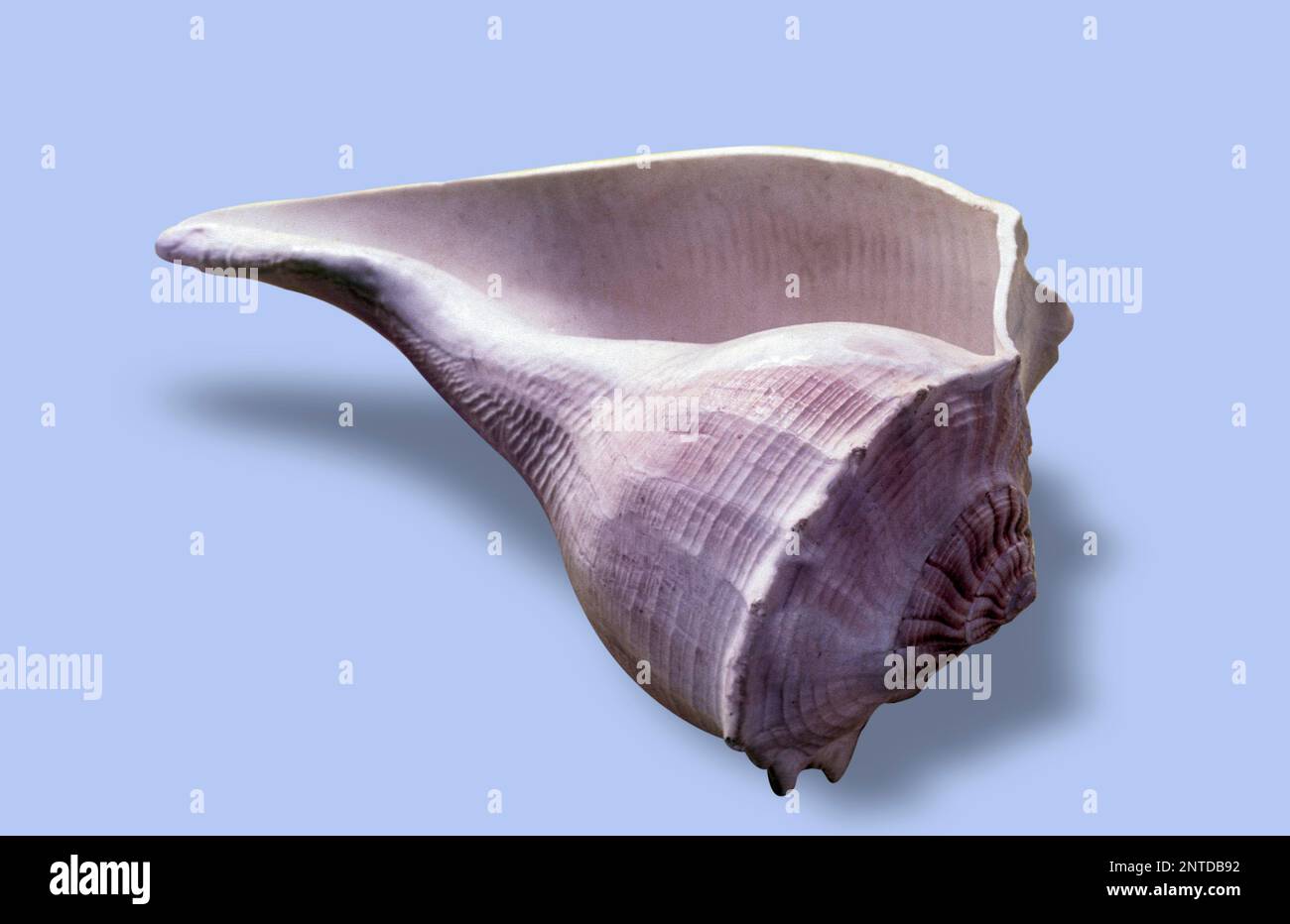 Non-blowable Dakshinavarti shank conch are Shankh that open towards the ...