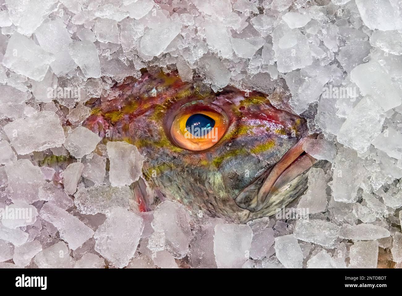 Fish on Ice - b Stock Photo - Alamy