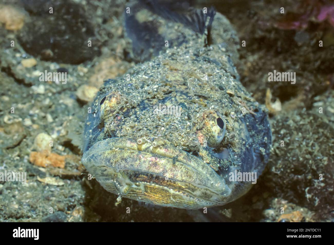 Northeast pacific underwater hi-res stock photography and images - Alamy