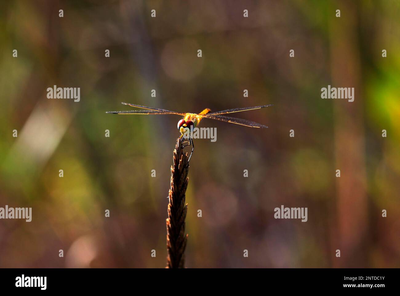 Libelle france hi-res stock photography and images - Alamy