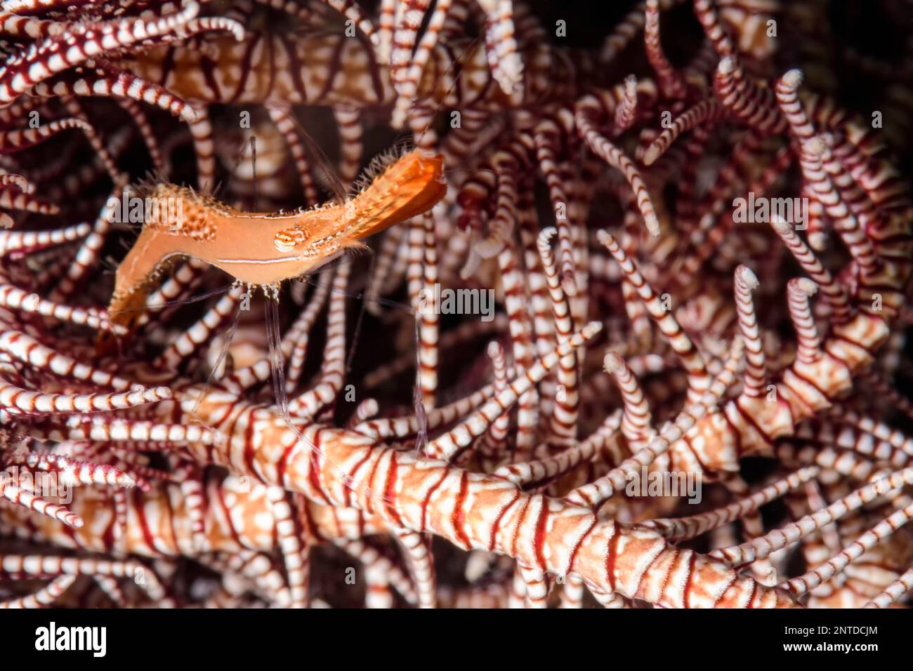 Donald duck shrimp leander plumosus hi-res stock photography and images ...