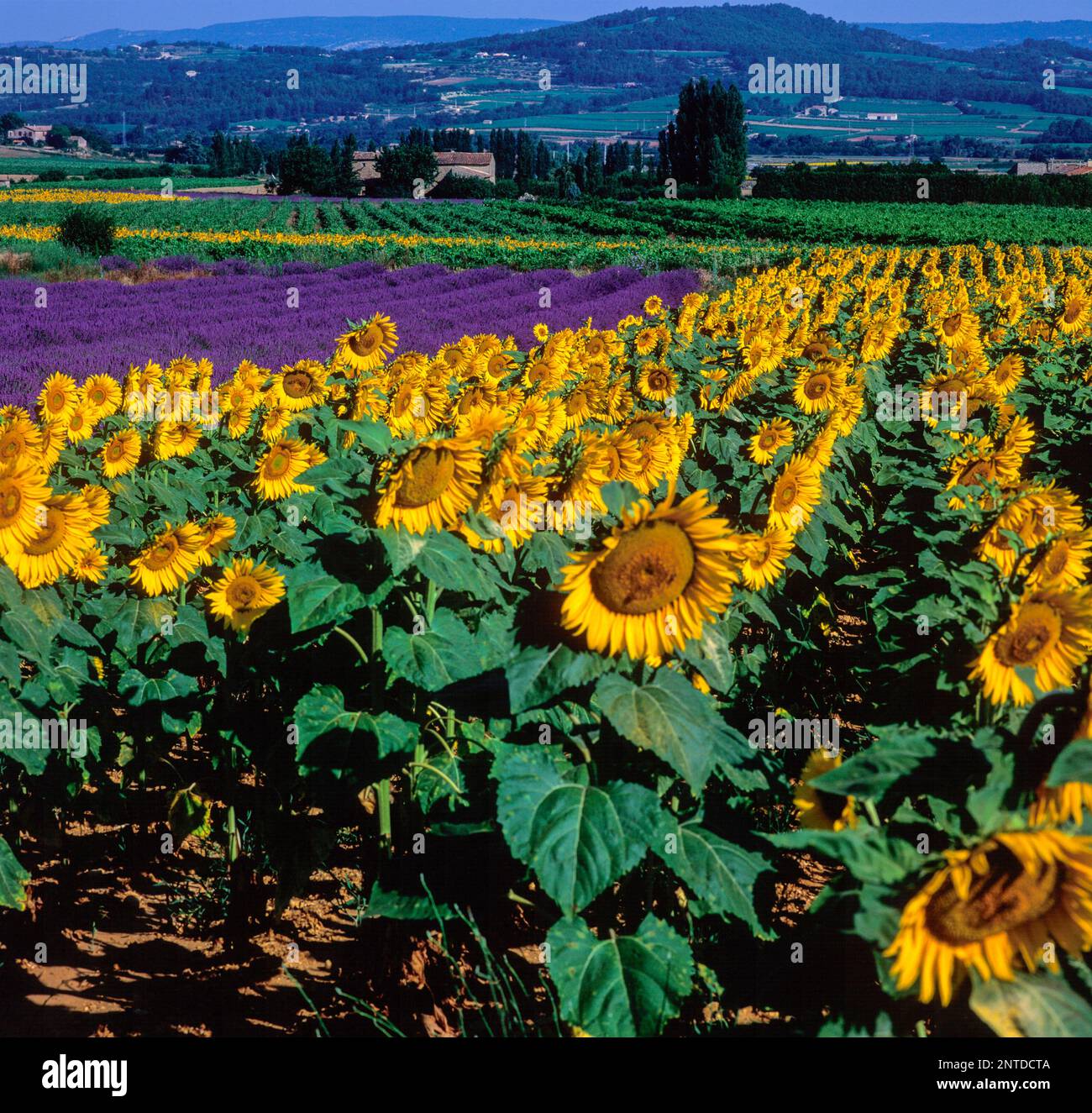 Francer hi-res stock photography and images - Alamy
