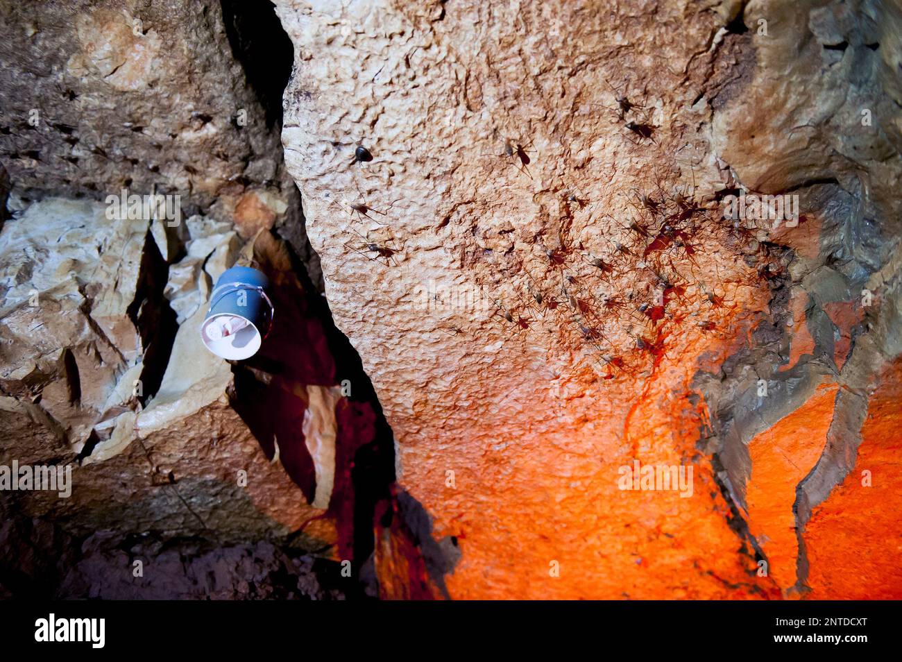 This Friday, May 31, 2019 photo shows dozens of cave crickets next to a ...