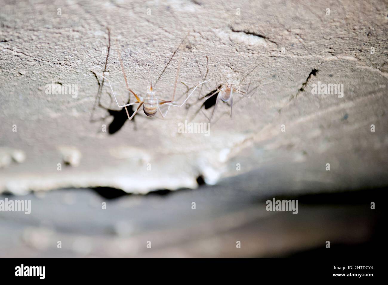 This Friday, May 31, 2019 photo shows cave crickets during a population ...