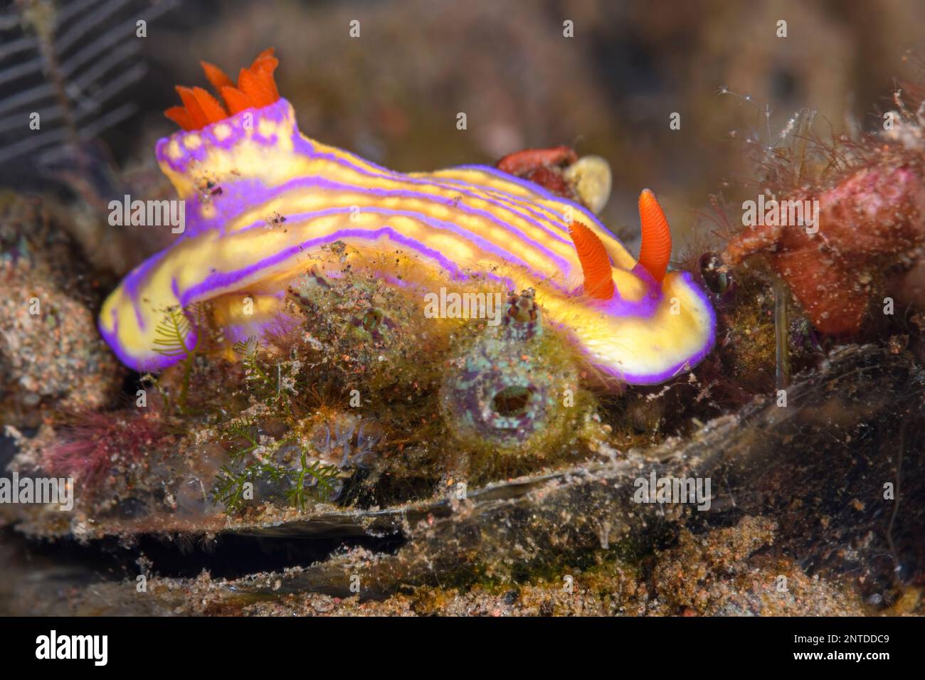 sea slug or nudibranch, Hypselodoris whitei, Tulamben, Bali, Indonesia ...