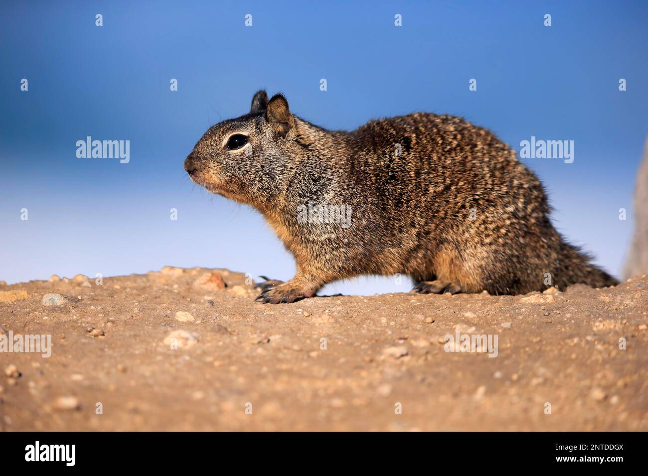 California Ground Squirrel (Citellus beecheyi), adult, Monterey ...