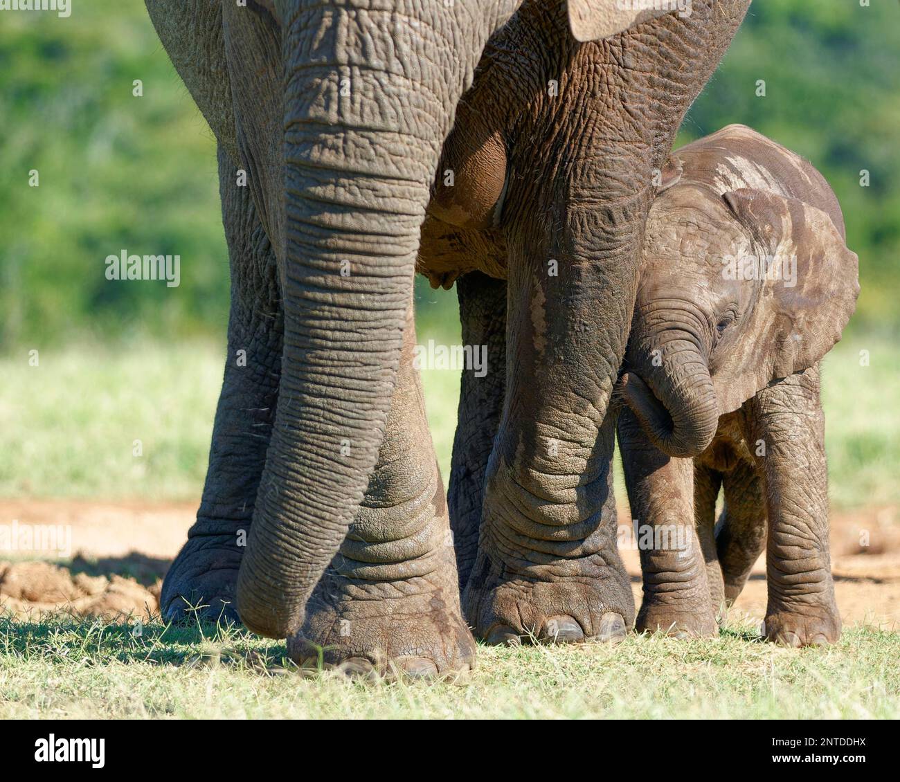 African bush elephants (Loxodonta africana), male baby elephant among ...