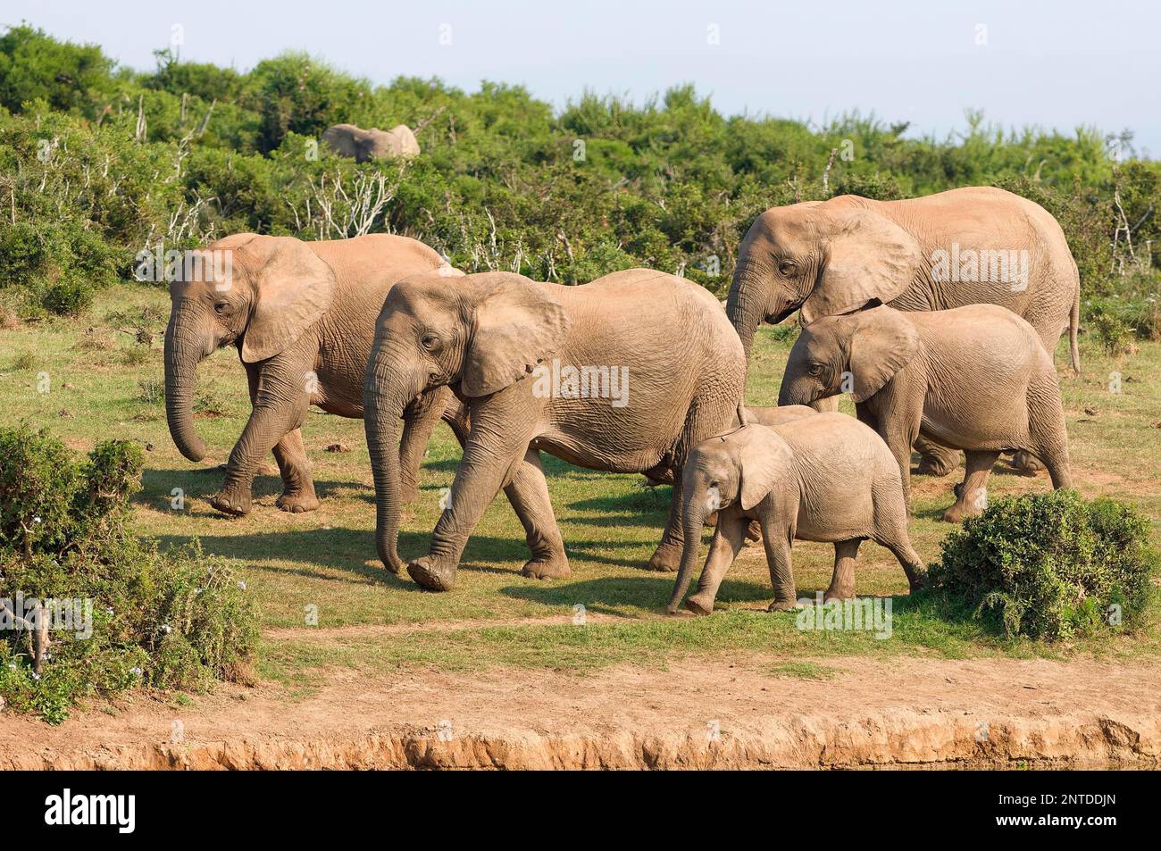 African bush elephants (Loxodonta africana), herd walking towards ...
