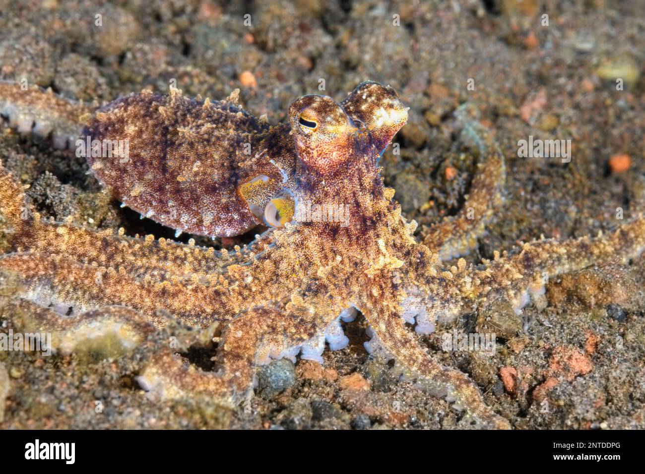 Abdopus sp hi-res stock photography and images - Alamy