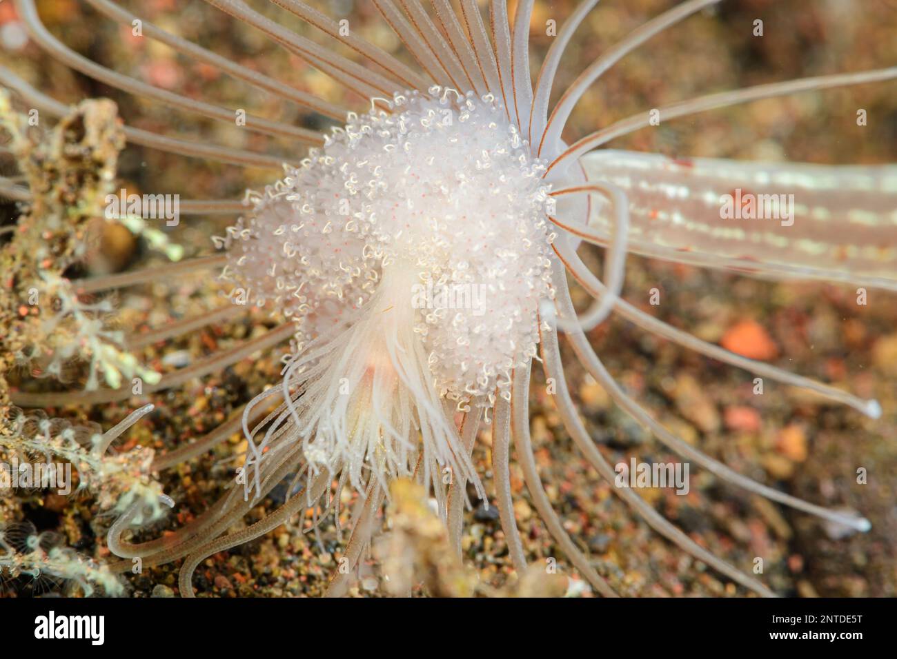Solitary hydroid, Corymorpha sp., Tulamben, Bali, Indonesia, Pacific ...