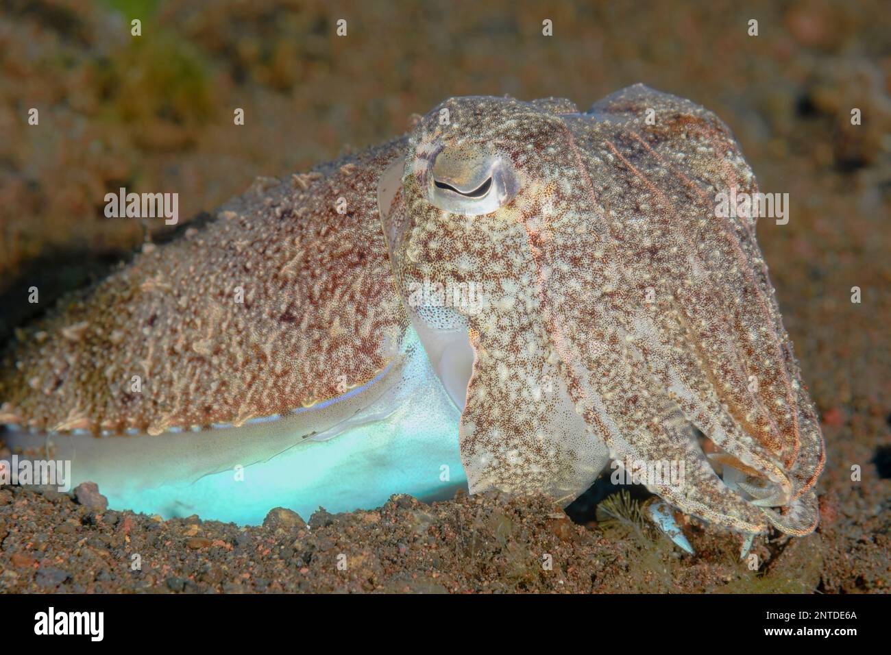 Acanthosepion esculentum hi-res stock photography and images - Alamy