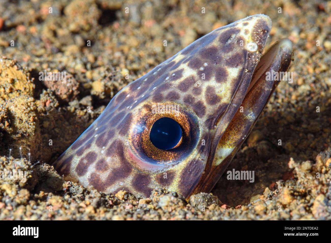 Barred conger eel hi-res stock photography and images - Alamy