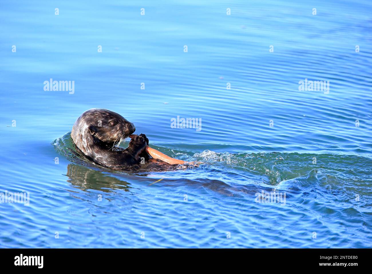 Fat otter hi-res stock photography and images - Alamy