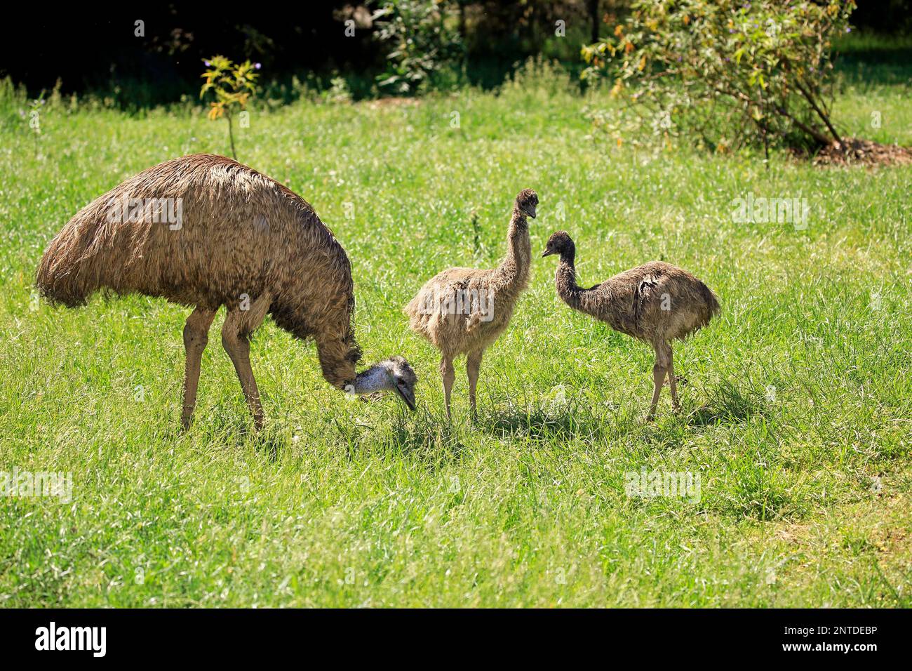 Emu (Dromaius novaehollandiae), adult alert with youngs, Phillip Island ...