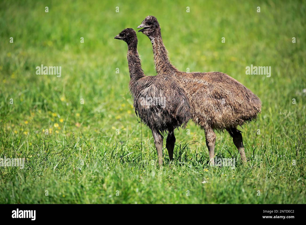 Emu (Dromaius novaehollandiae), two youngs, Phillip Island, Gippsland ...