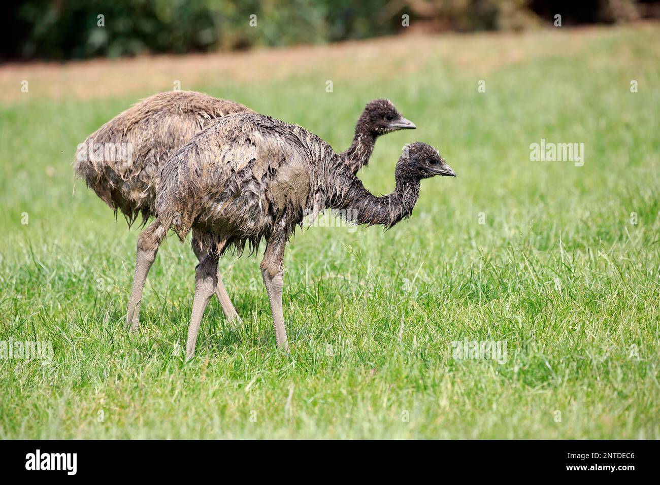 Emu (Dromaius novaehollandiae), two youngs, Phillip Island, Gippsland ...