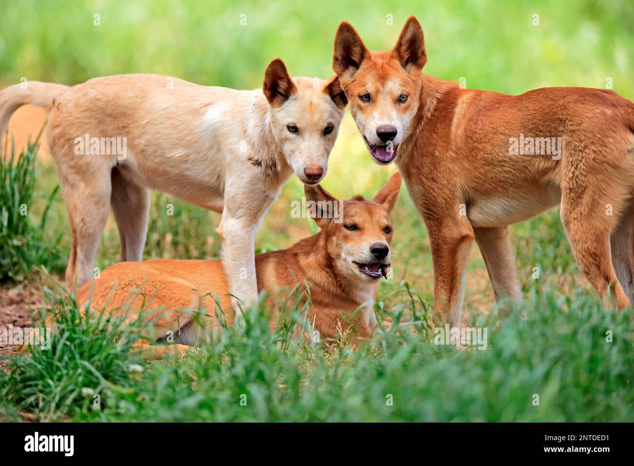 Dingo pack hi-res stock photography and images - Alamy