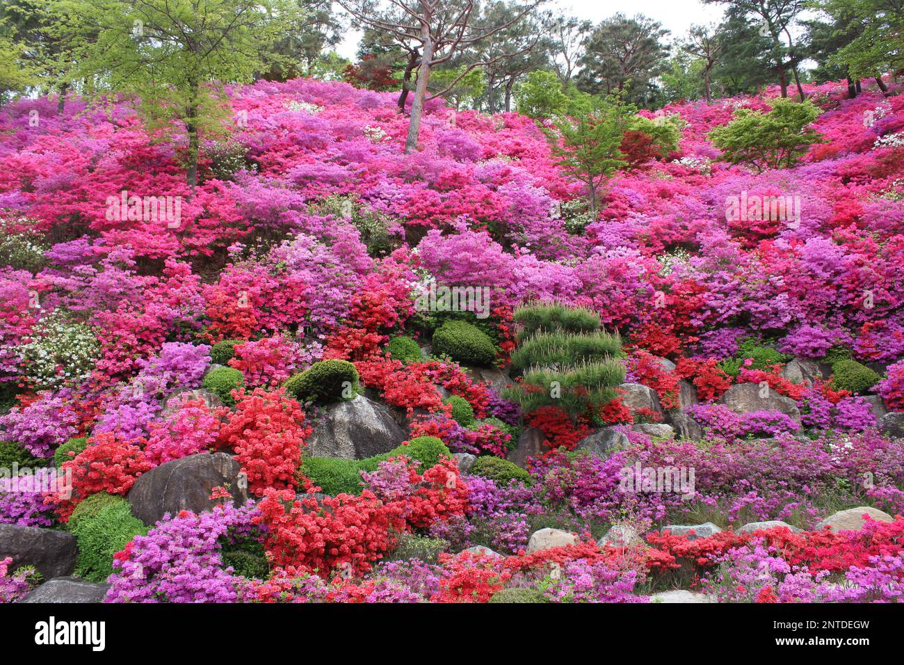 Splendorous azalea-covered hillside in spring Stock Photo - Alamy