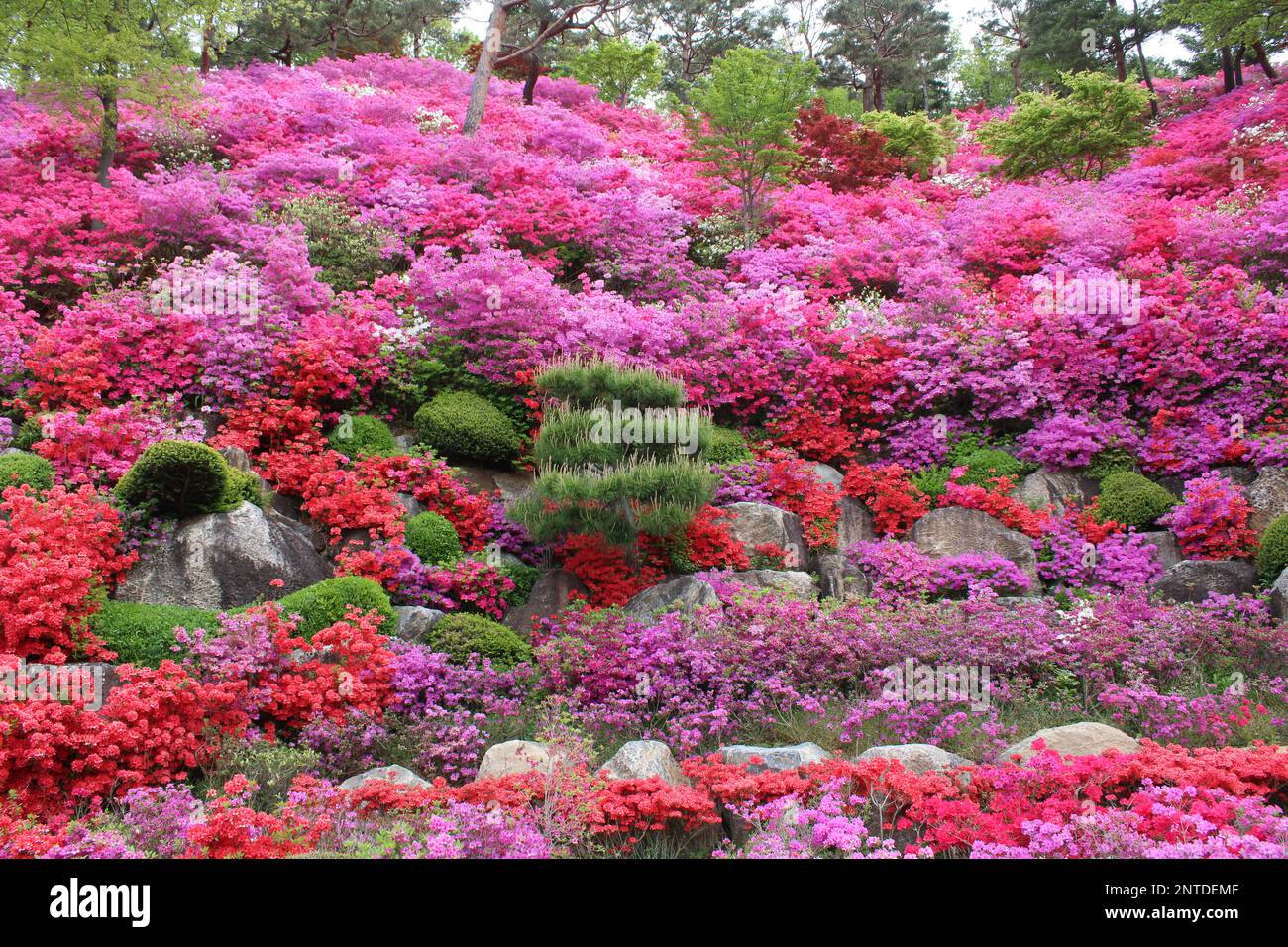 Hillside covered bushes trees hi-res stock photography and images - Alamy
