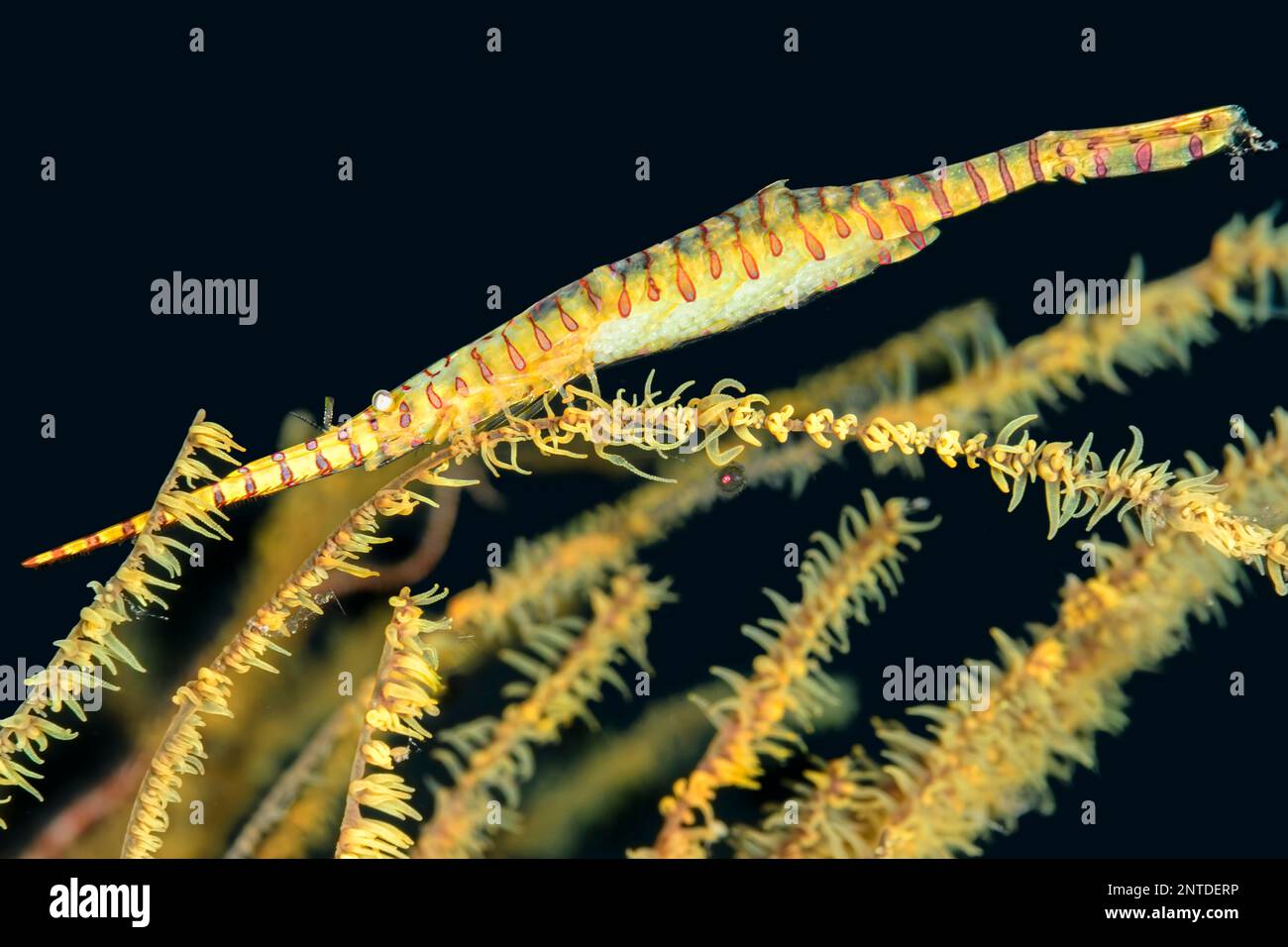 Tozeuma armata hi-res stock photography and images - Alamy