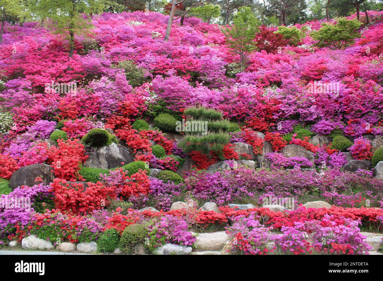 Splendorous azalea-covered hillside in spring Stock Photo - Alamy