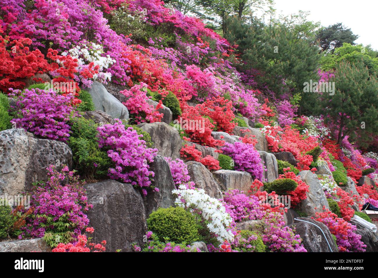 Splendorous azalea-covered hillside in spring Stock Photo - Alamy