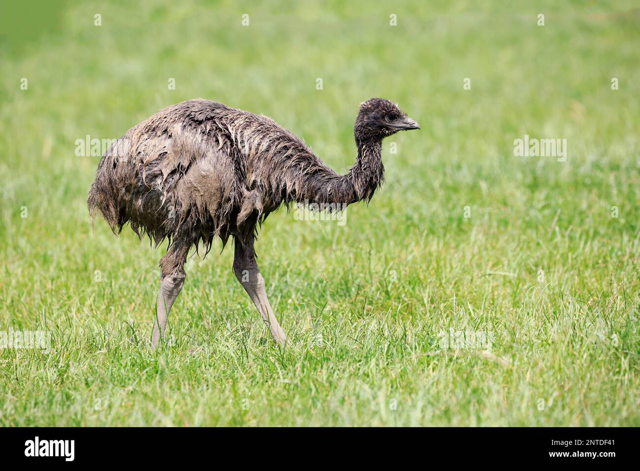 Emu (Dromaius novaehollandiae), young, Phillip Island, Gippsland ...