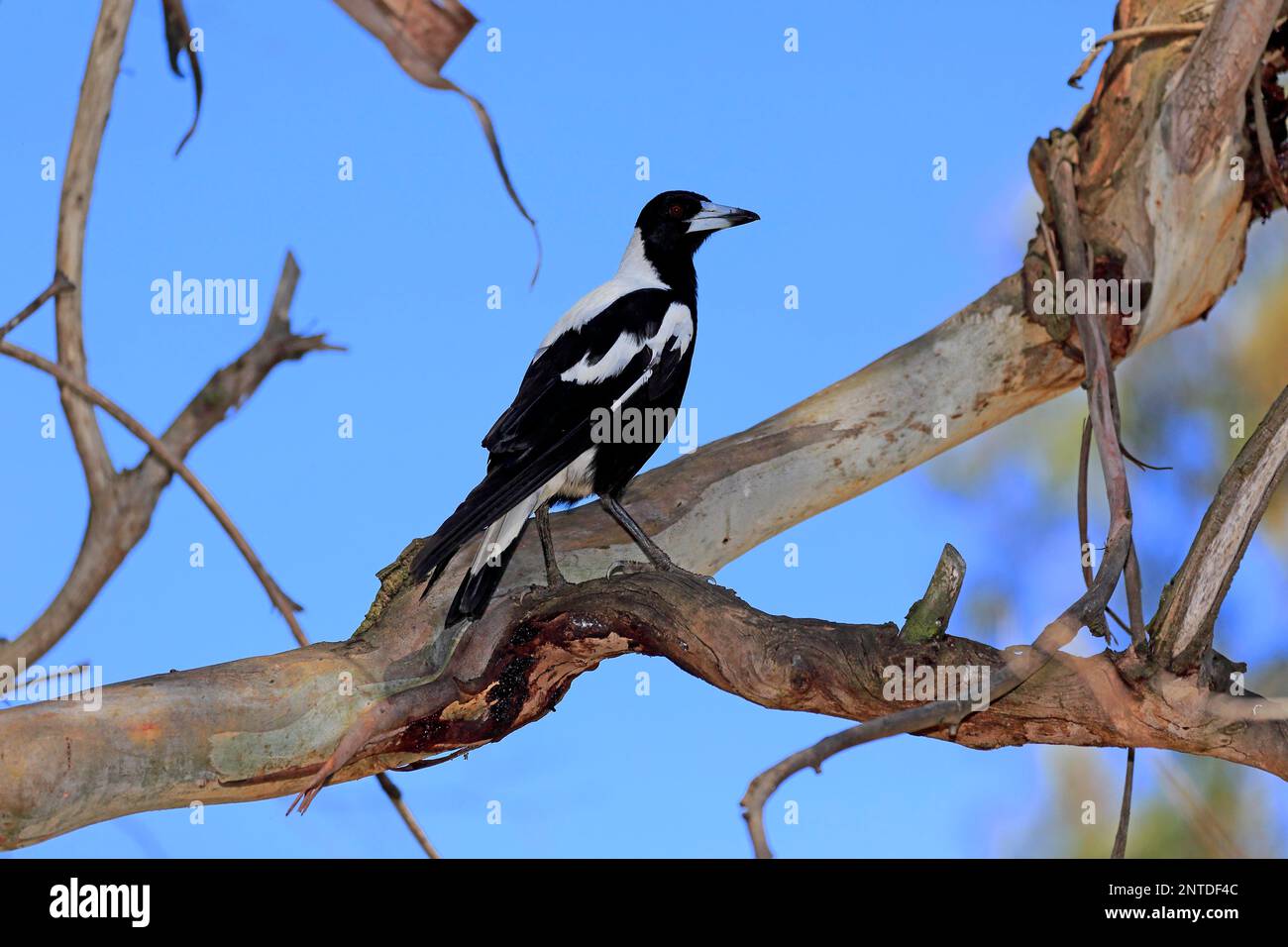 Magpie australia tree hi-res stock photography and images - Alamy