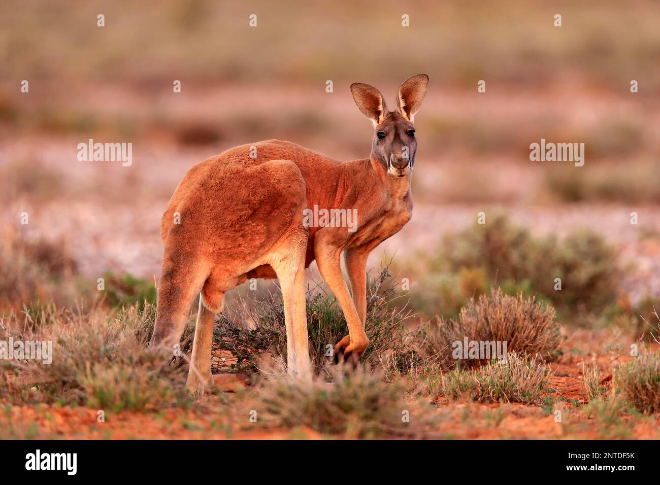 Red kangaroo (Macropus rufus), adult male, Sturt National Park, New ...