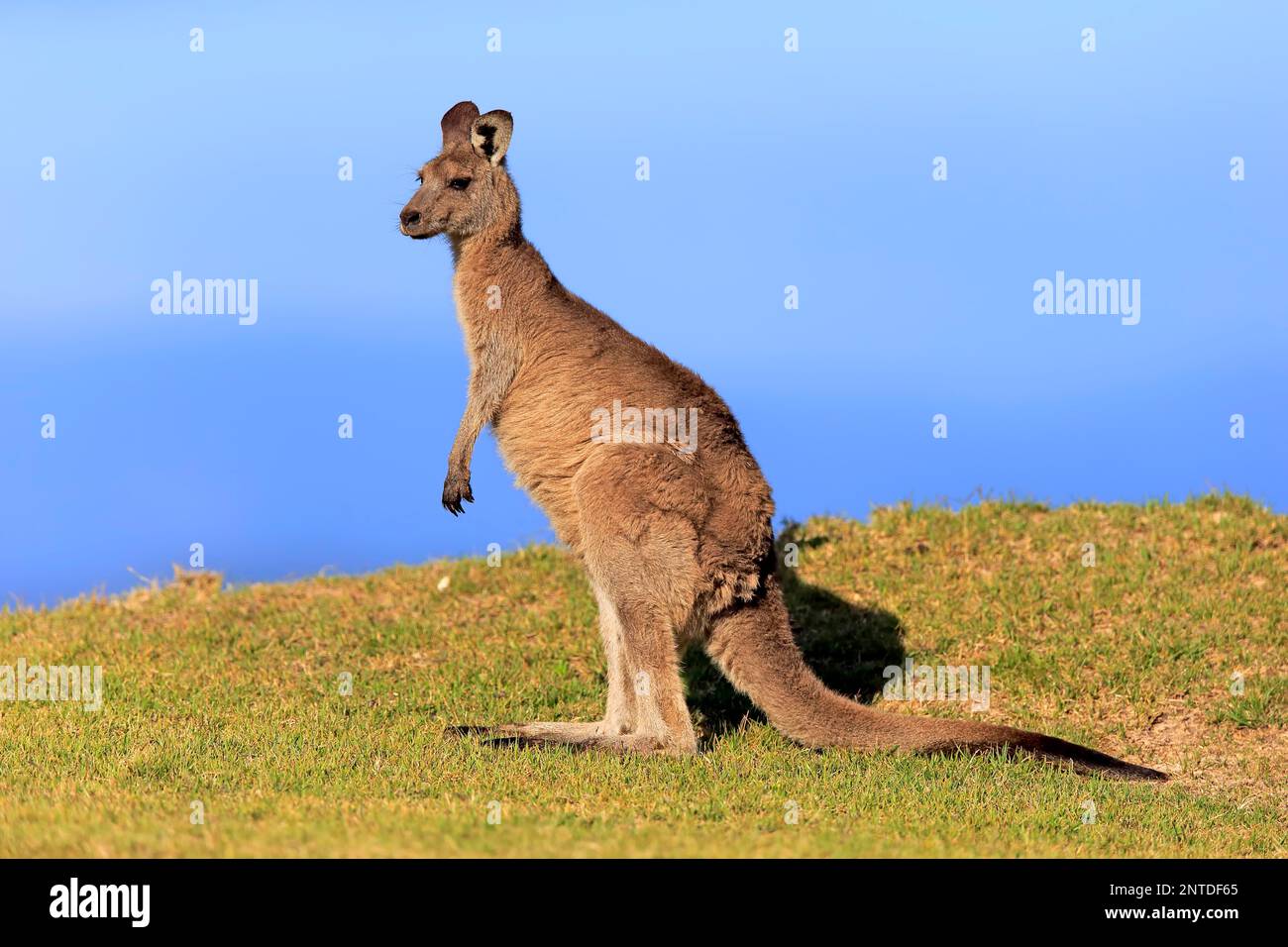 Eastern grey kangaroo (Macropus giganteus), adult male, Maloney Beach, New South Wales ...